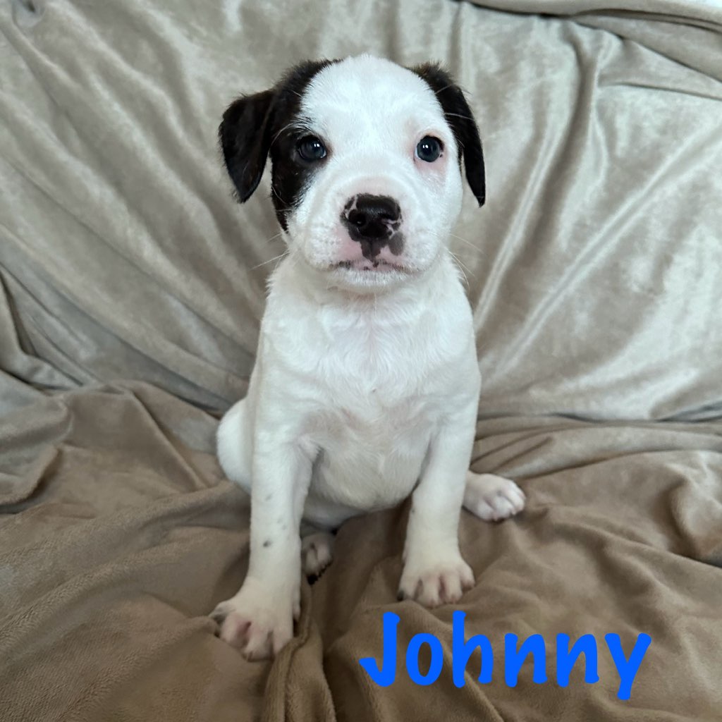 Adopt - Humane Society of Union County