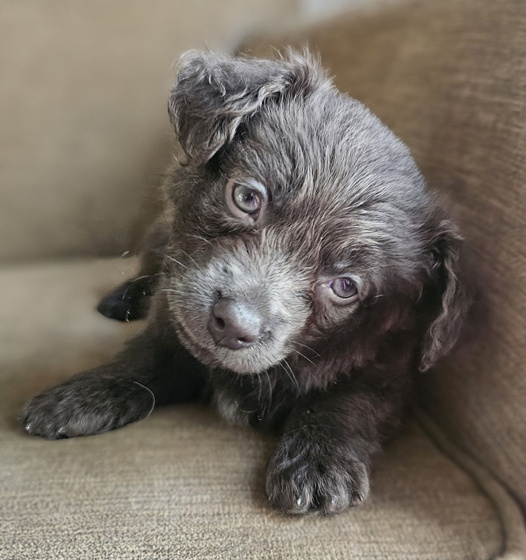 Dogs - Humane Society of Union County